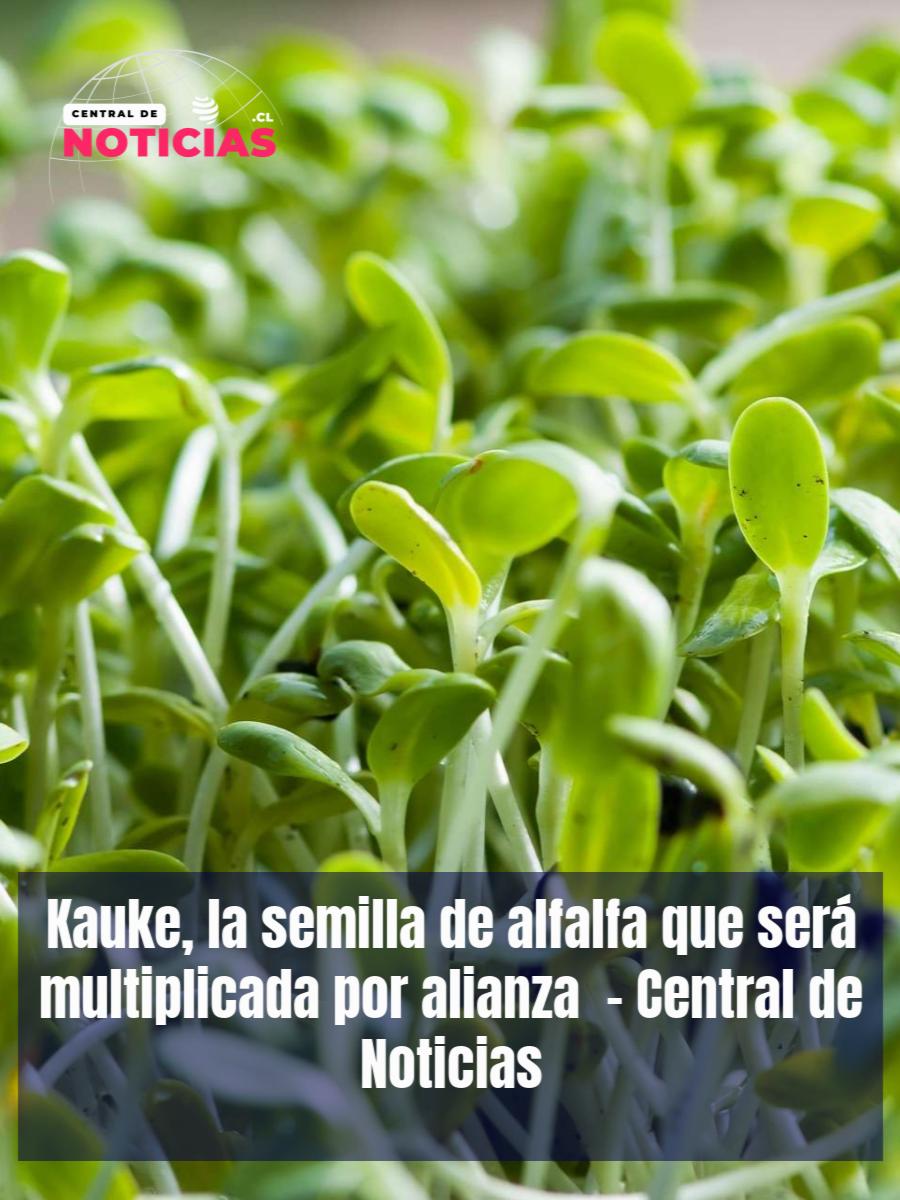 Kauke, la semilla de alfalfa que será multiplicada por alianza ...
