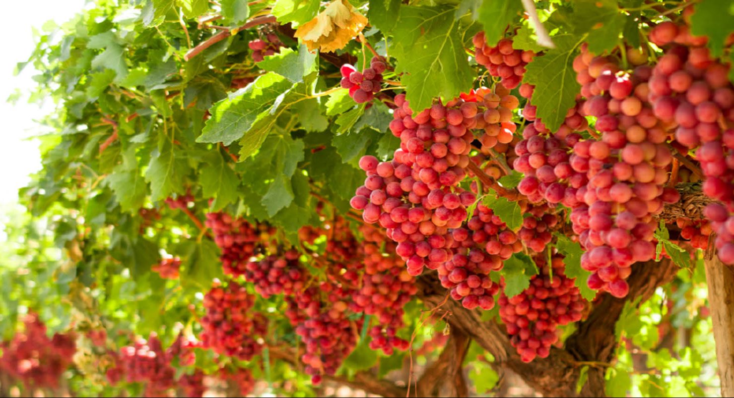 La montaña rusa de la uva chilena de exportación - Central de Noticias