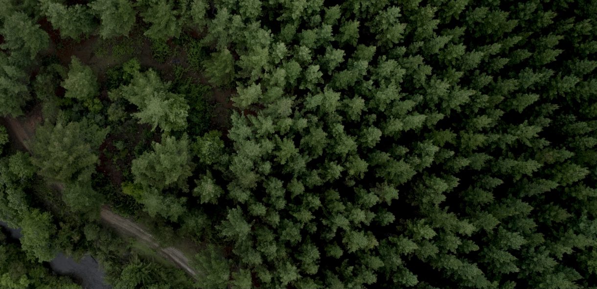 CMPC elegida la segunda empresa forestal más sostenible del mundo ...